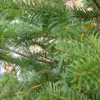 Briggs Tree Farm - Greenery For Your Holiday Needs